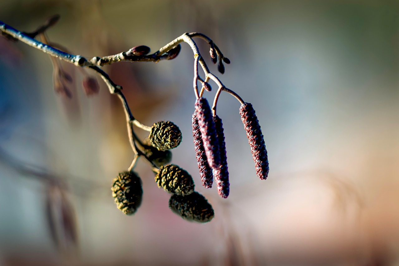Inflorescence Sprig Hazelnut - Free photo on Pixabay