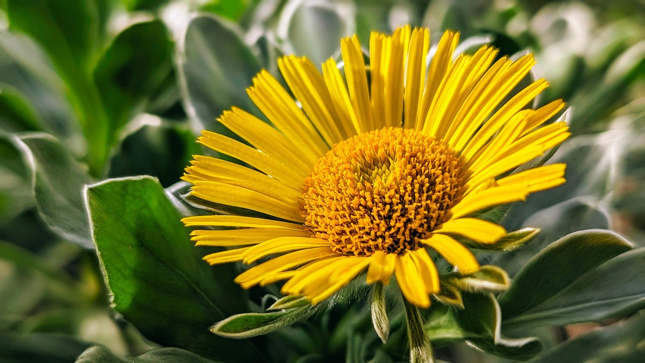 Yellow Flower Wildflower - Free photo on Pixabay - Pixabay