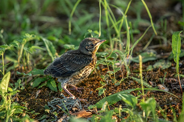 Grive Litorne Oiseau Animal - Photo gratuite sur Pixabay - Pixabay