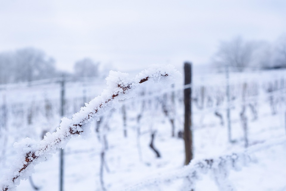 Winter Eis Rebe - Kostenloses Foto auf Pixabay - Pixabay
