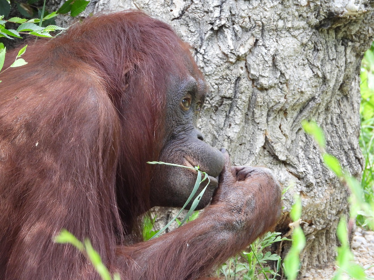 Zoo Orangatang Monkey - Free photo on Pixabay - Pixabay