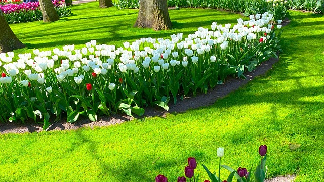 Tulip Musim Semi Bunga-Bunga - Foto gratis di Pixabay - Pixabay