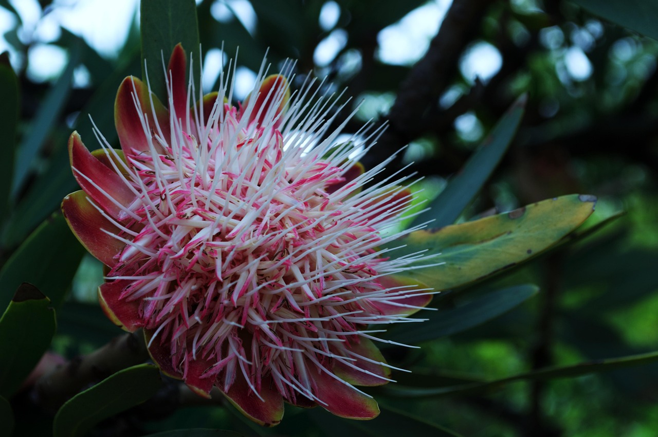 Protea Fleur Plantes - Photo gratuite sur Pixabay - Pixabay