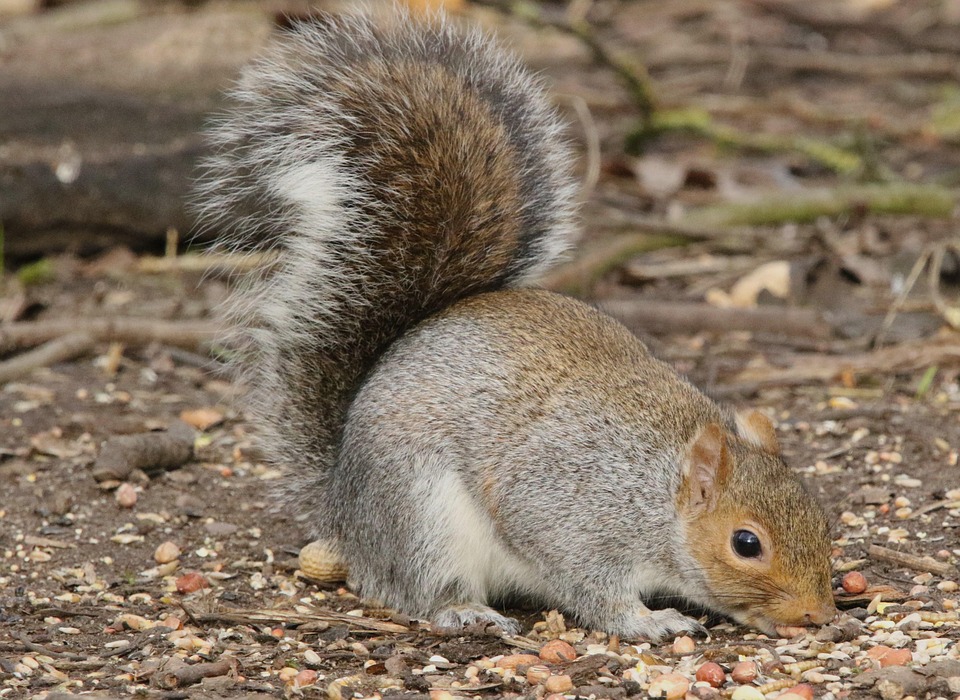 Squirell Animal Wildlife - Free photo on Pixabay - Pixabay