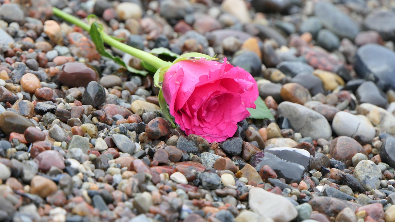 Rose Flower Red - Free photo on Pixabay