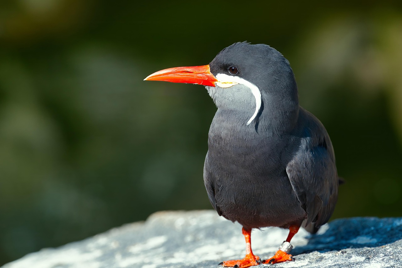 Oiseau Avaler Faune - Photo gratuite sur Pixabay - Pixabay