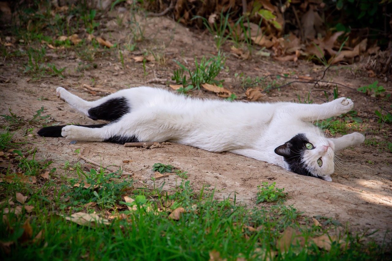 Animal Natureza Animais Selvagens - Foto gratuita no Pixabay - Pixabay