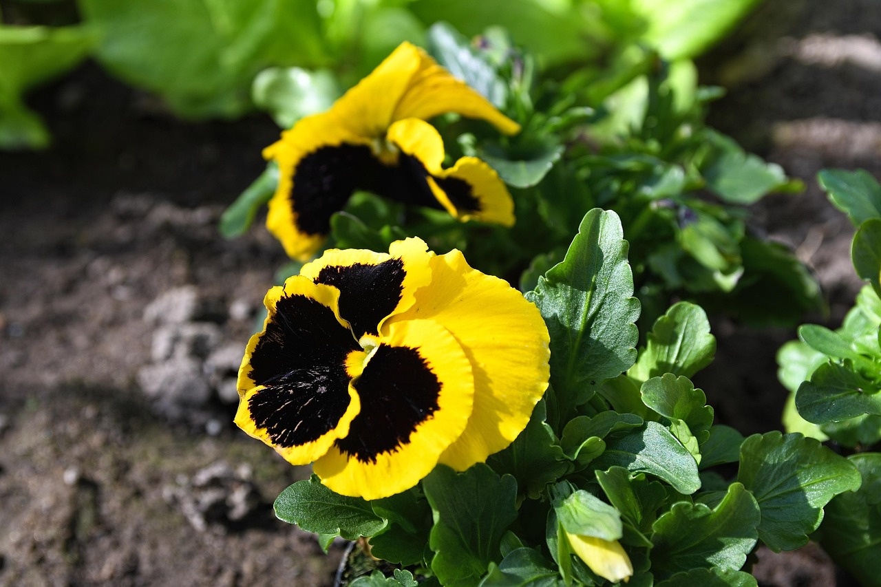 Stedmoderblomst Blomst Forår - Gratis foto på Pixabay - Pixabay