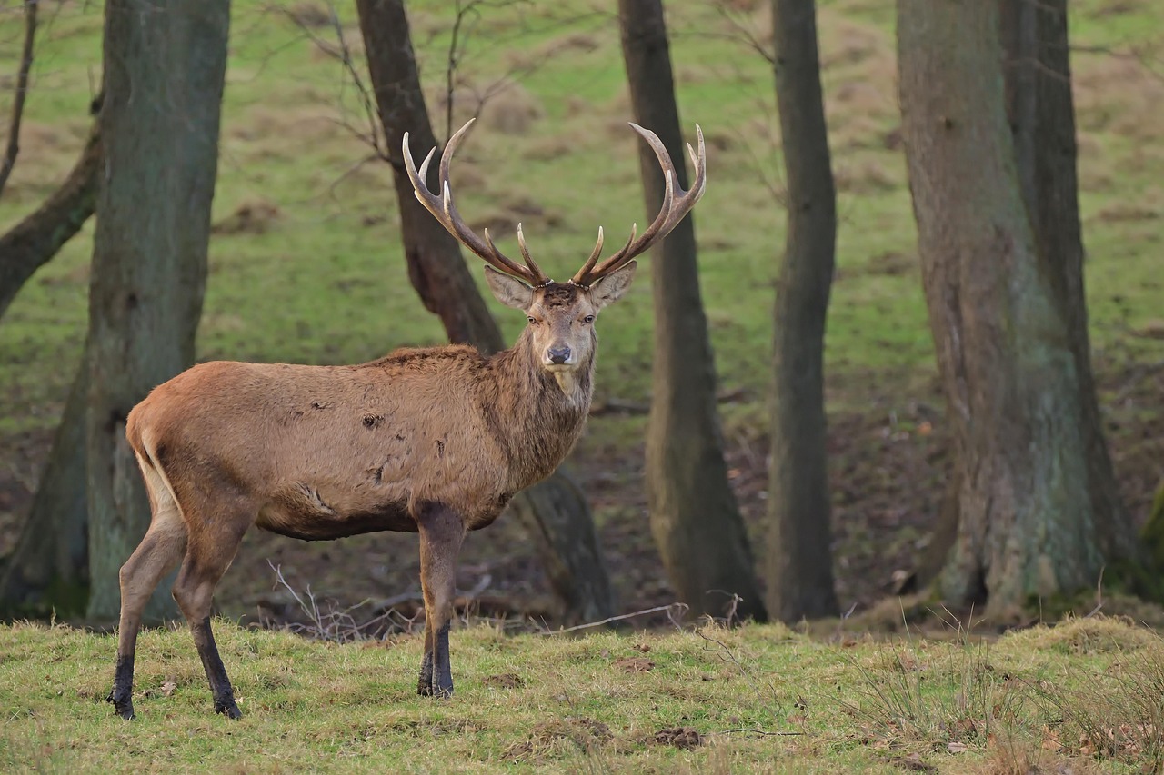 9,000+ Free Deer Antlers & Deer Images - Pixabay