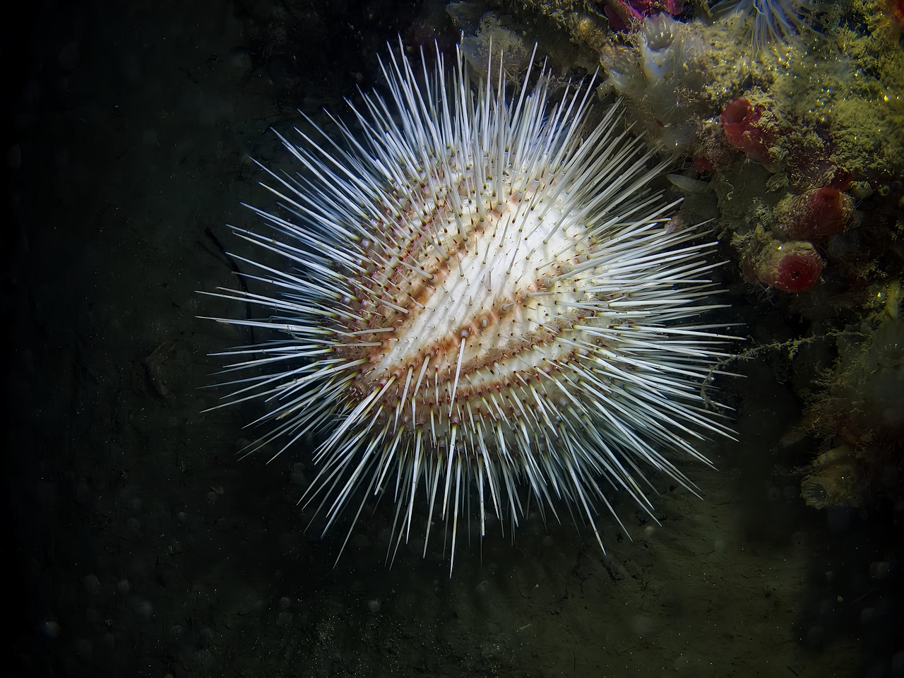 Long Spiny Sea Urchin - Free photo on Pixabay - Pixabay