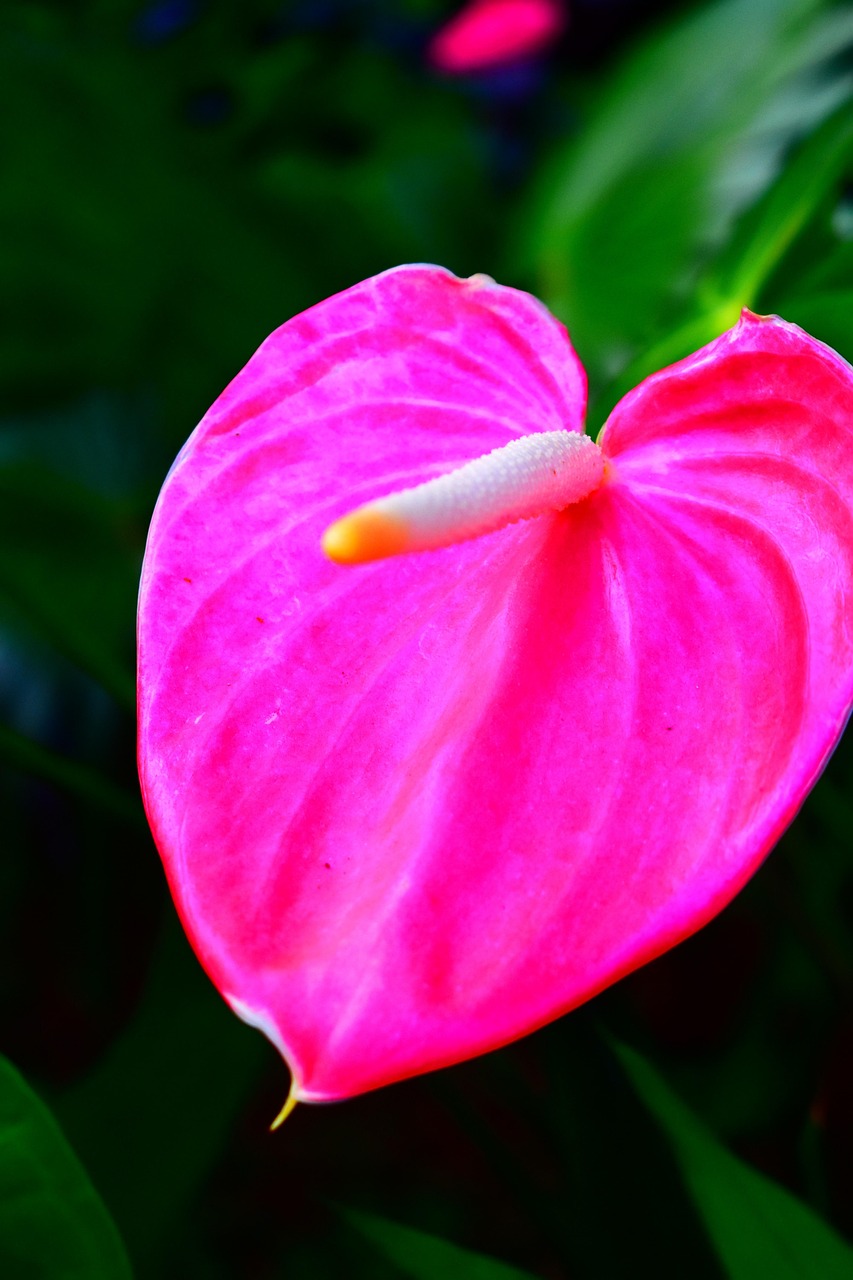 Anthurium Bunga Alam - Foto gratis di Pixabay - Pixabay