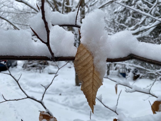 Leaf Snow Branches - Free photo on Pixabay - Pixabay