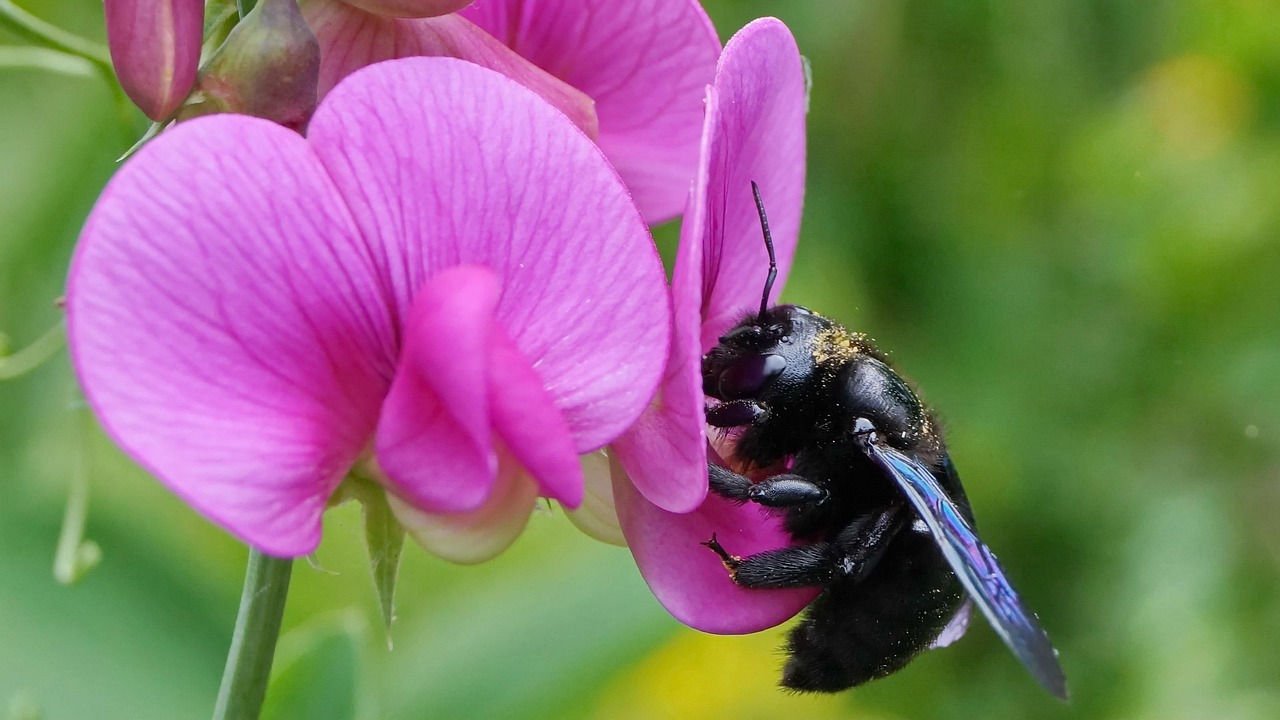 Eastern Carpenter Bee - Free photo on Pixabay - Pixabay