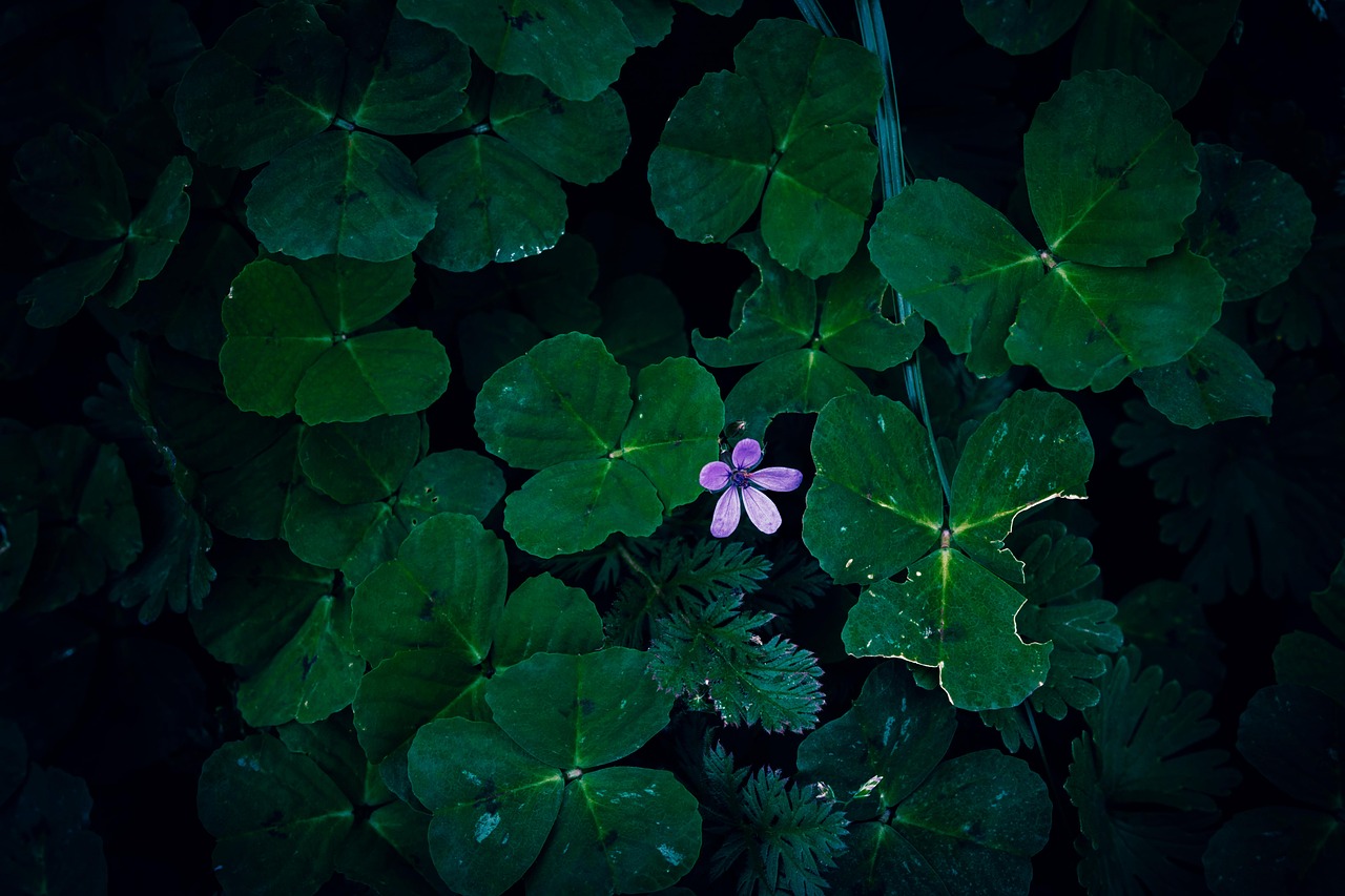 Semanggi Bunga Kesegaran - Foto gratis di Pixabay - Pixabay