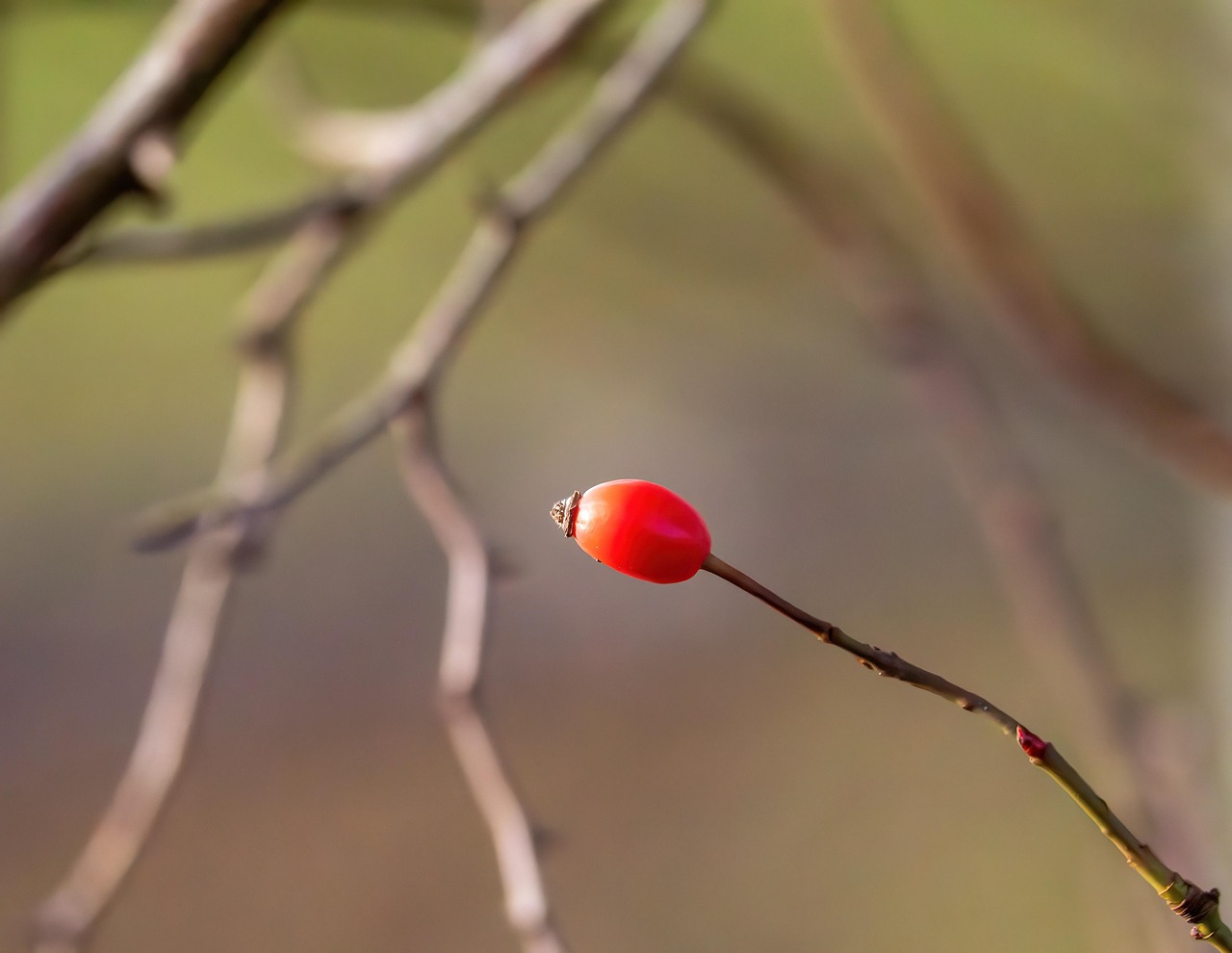Naik Pinggul Alam Fauna - Foto gratis di Pixabay - Pixabay