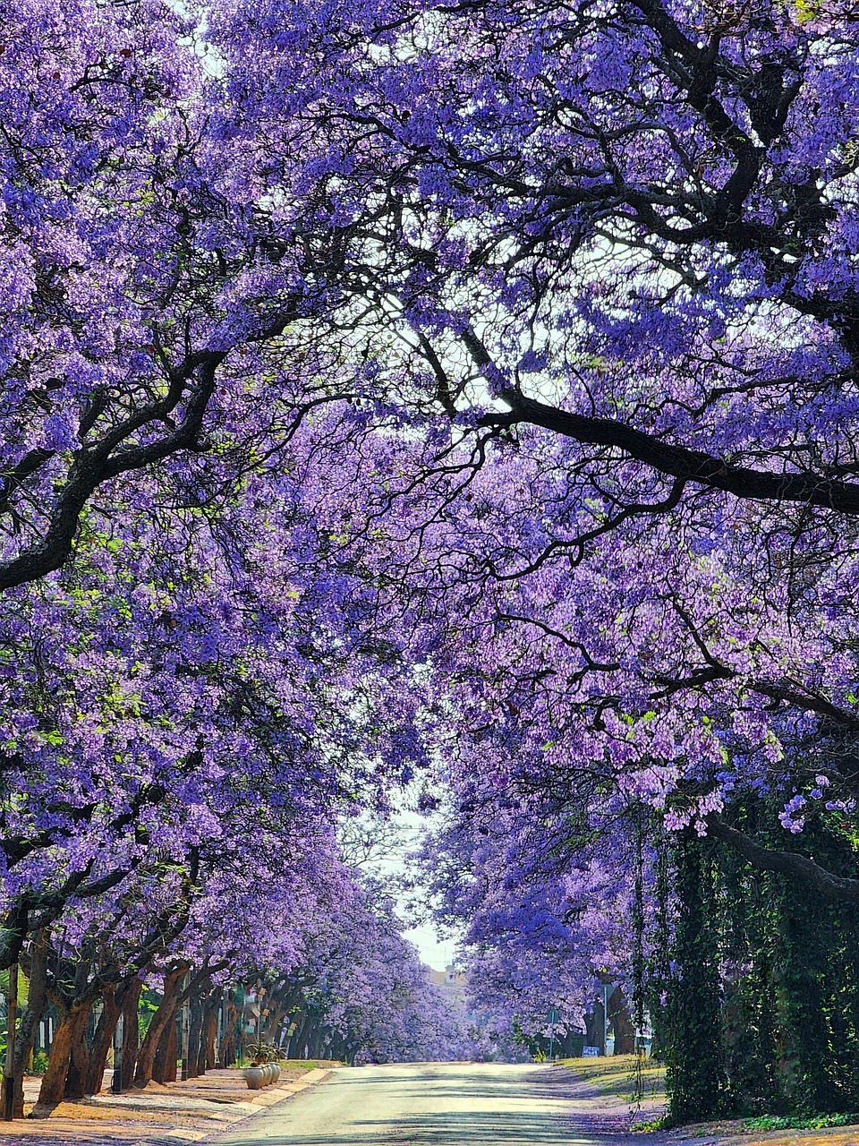 Jacaranda Mekar Bloom - Foto gratis di Pixabay - Pixabay