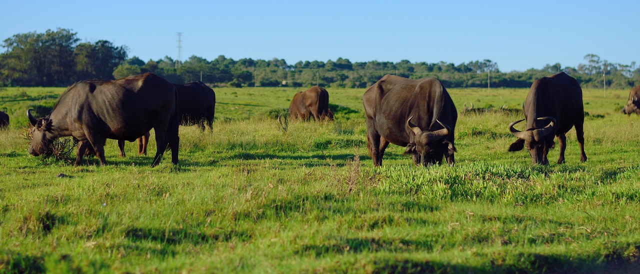 Buffalo Nature Bull - Free photo on Pixabay - Pixabay
