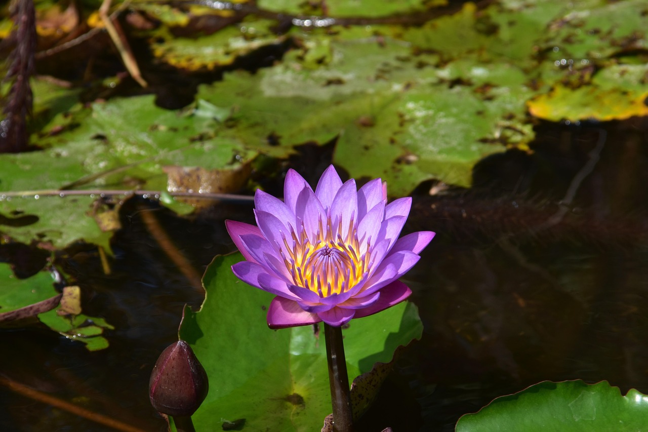 Luonne Kukat Lotus - Ilmainen valokuva Pixabayssa