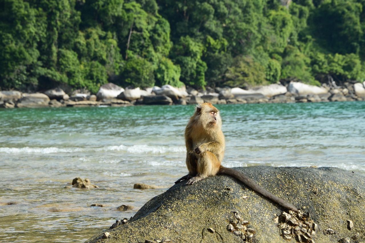 Animal Macaque Mammal - Free photo on Pixabay - Pixabay