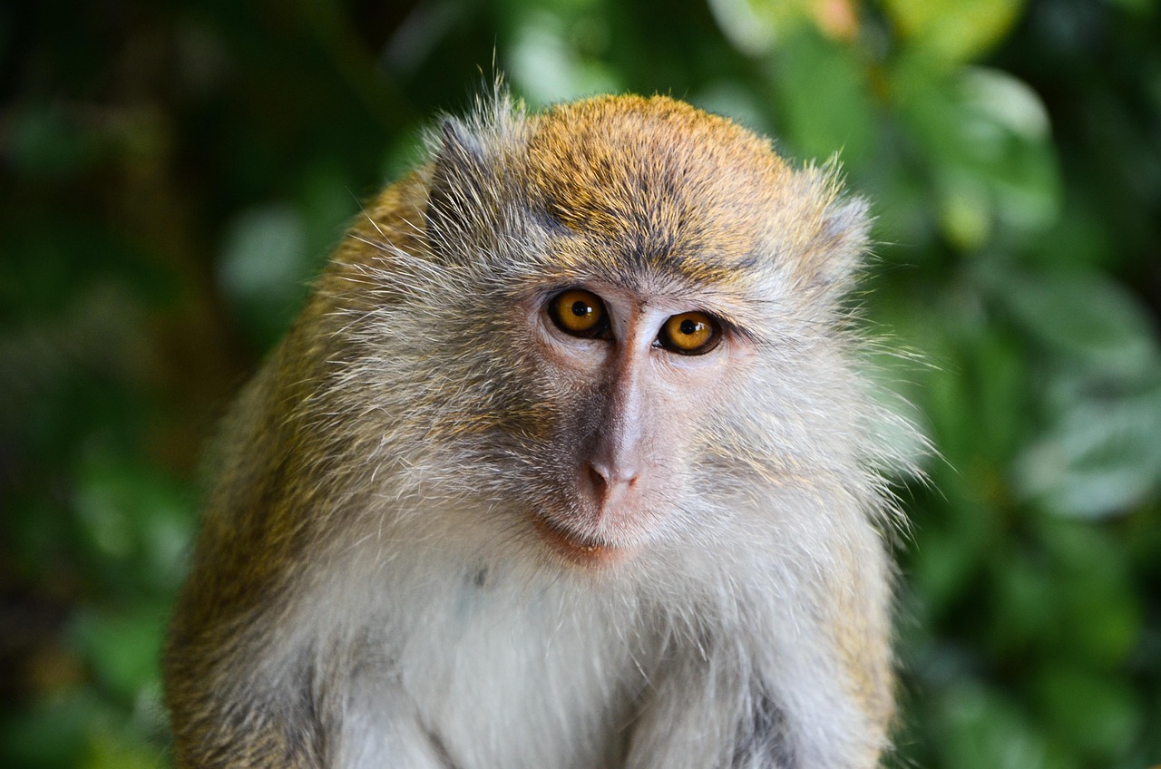 30 000 Free Smile Monkey Monkey Images Pixabay 30 000 Free Smile Monkey Monkey Images Pixabay