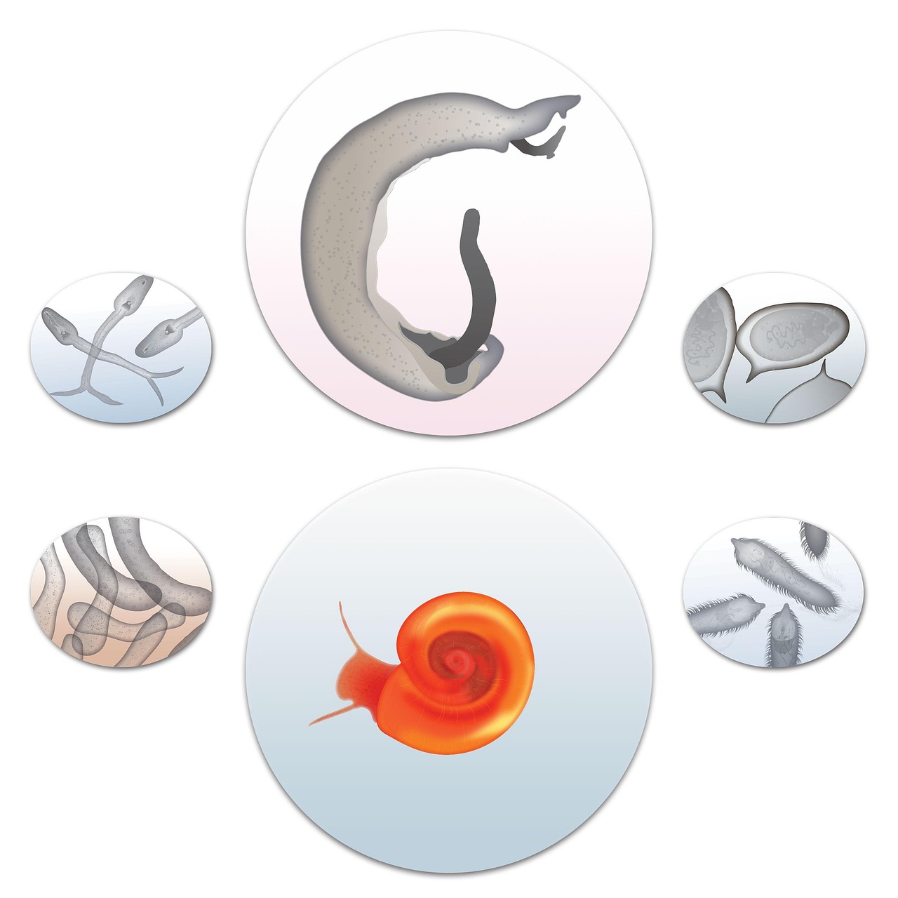 Schistosoma Mansoni Life Cycle - Free photo on Pixabay - Pixabay
