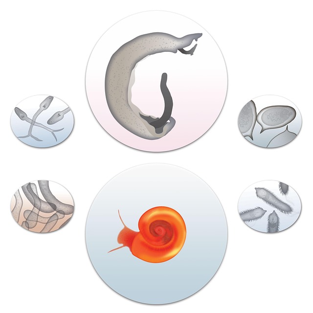 Schistosoma Mansoni Life Cycle - Free photo on Pixabay - Pixabay