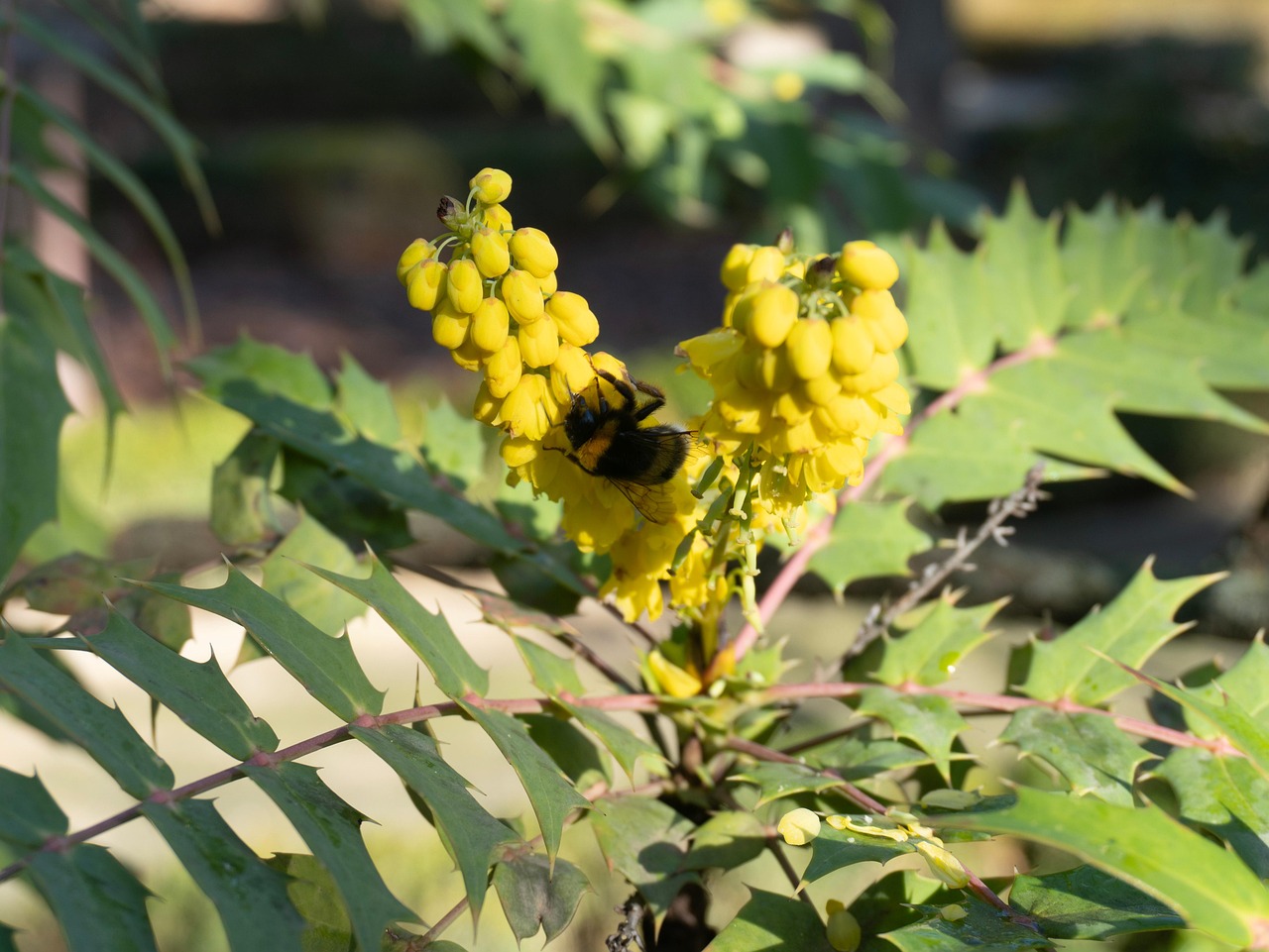 Bunga Kuning Tanaman Hutan - Foto gratis di Pixabay - Pixabay