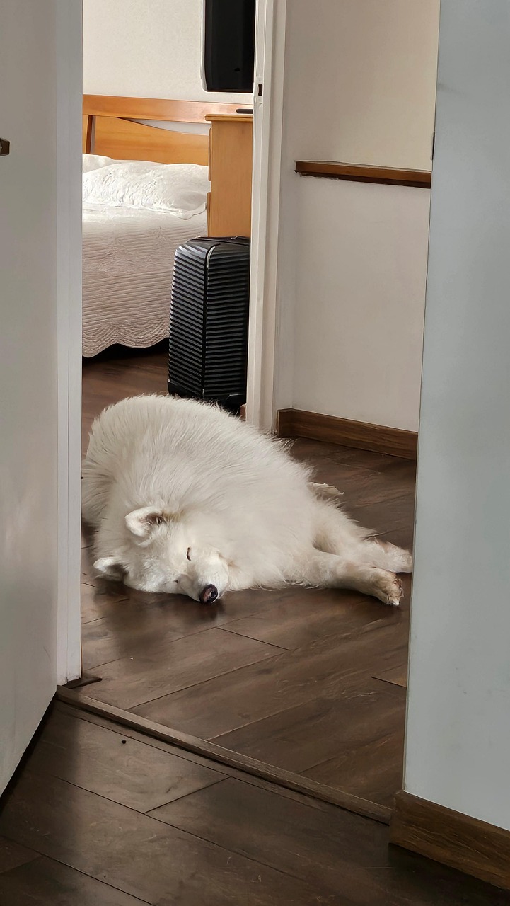 Samoyed Dog Mascot - Free photo on Pixabay - Pixabay