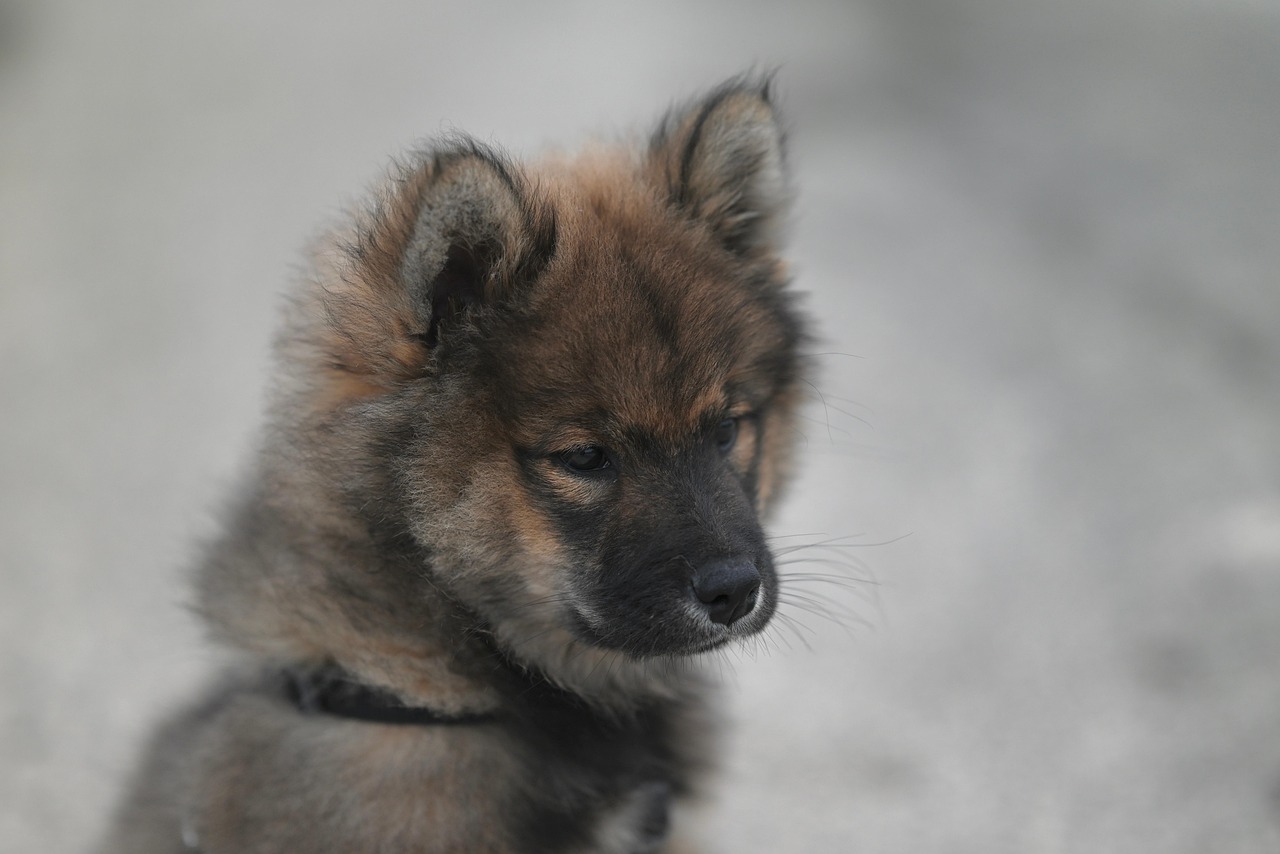Potret Eurasia Anjing Betina Muda - Foto gratis di Pixabay - Pixabay