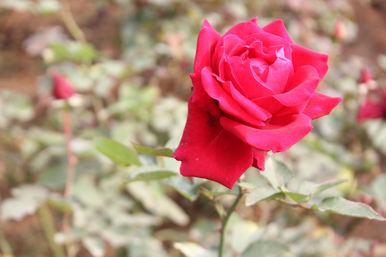 Close-Up Nature Red - Free photo on Pixabay - Pixabay