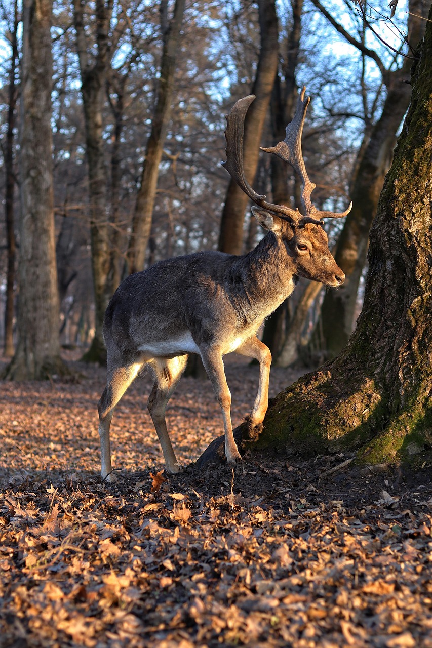 Fallow Deer Wallpapers Fallow Deer Pictures | Download Free Images On