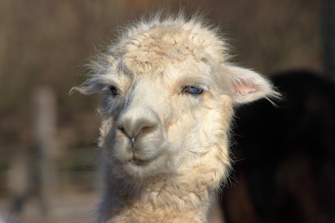 Alpaca Natur Dyr - Gratis foto på Pixabay - Pixabay