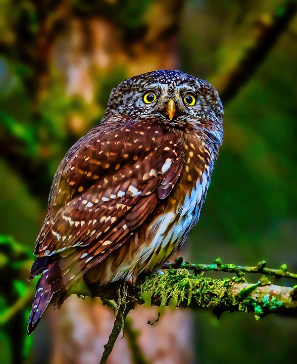 Owl Bird Animal - Free photo on Pixabay - Pixabay