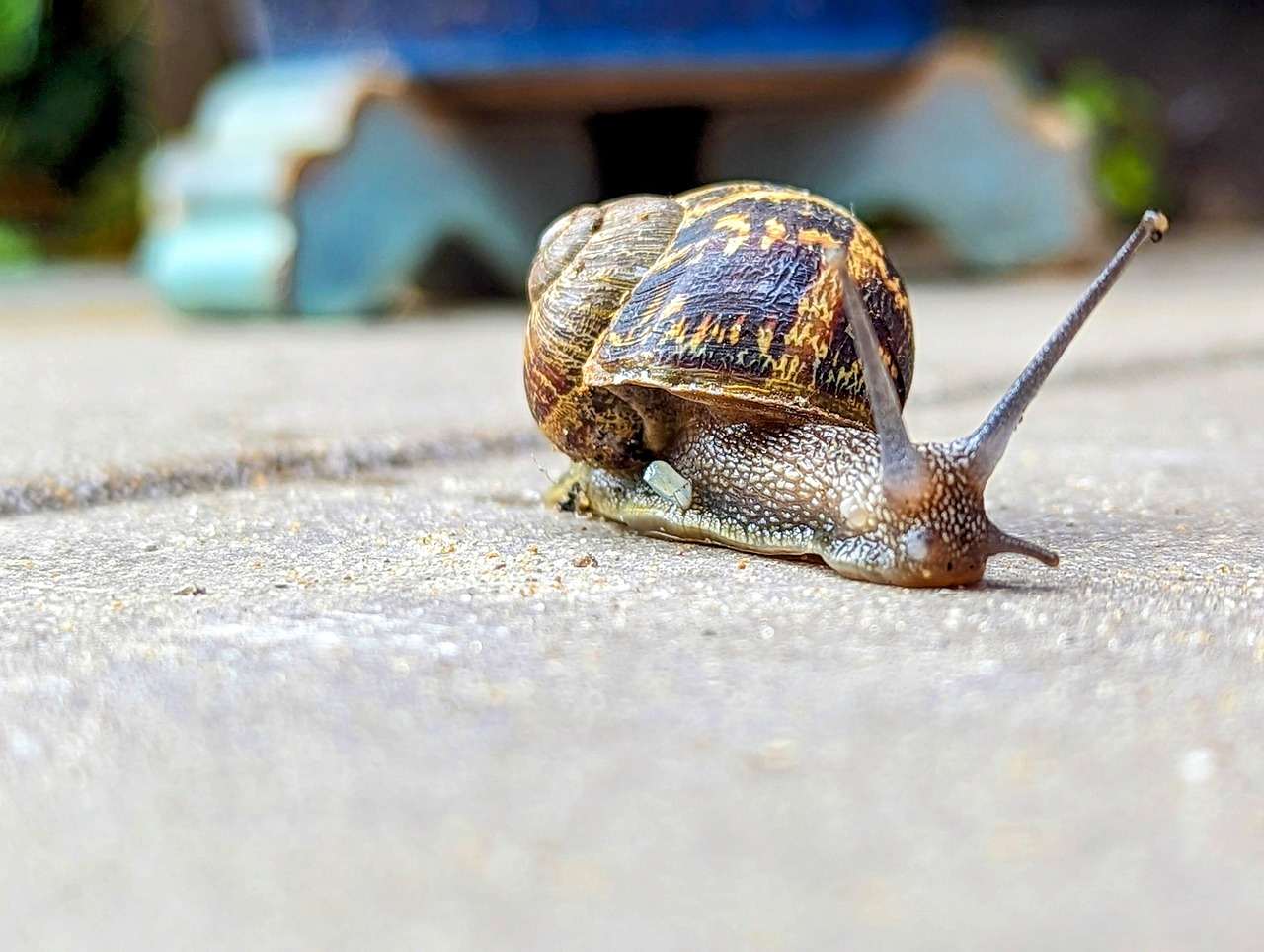 Escargot Mollusque Animal La - Photo gratuite sur Pixabay - Pixabay
