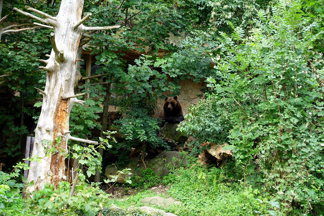 Bear Alpine Zoo Innsbruck - Free photo on Pixabay - Pixabay