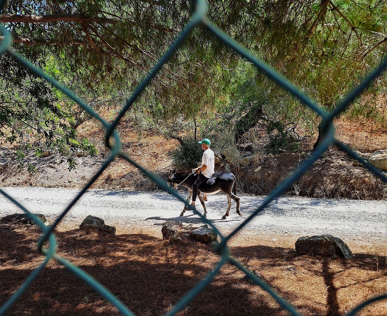 Country Life Donkey Faro - Free photo on Pixabay - Pixabay
