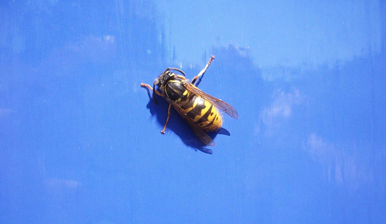 Wasp Insects Nature - Free photo on Pixabay