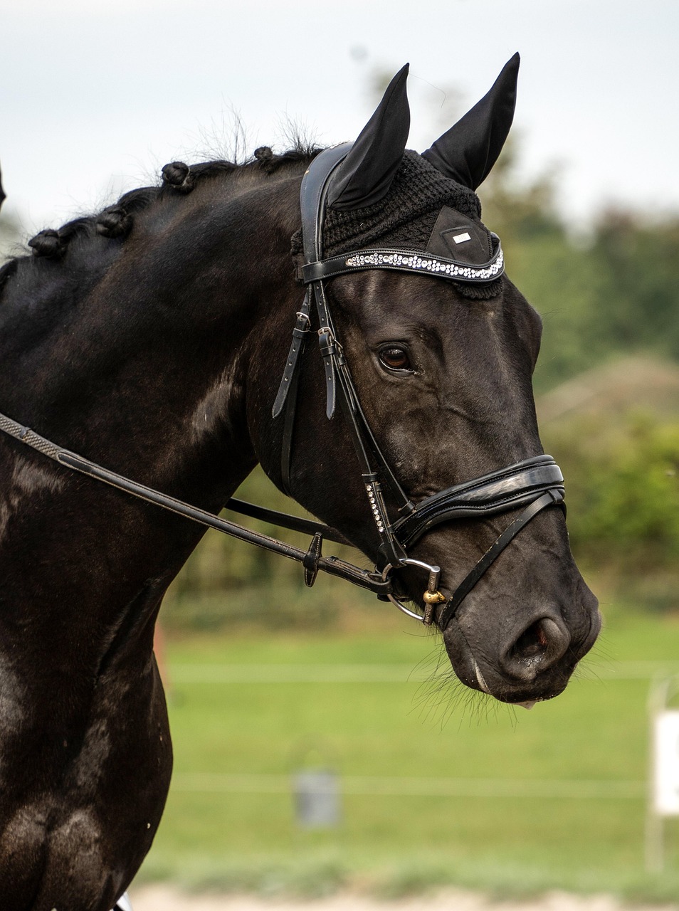 Horse Black Competition - Free photo on Pixabay - Pixabay