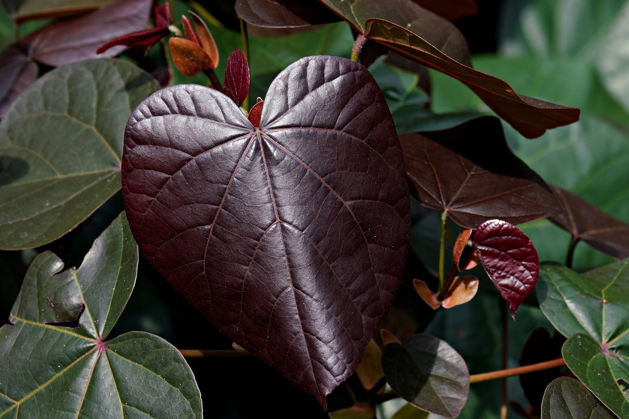 Folhas Folhagem Natureza - Foto gratuita no Pixabay