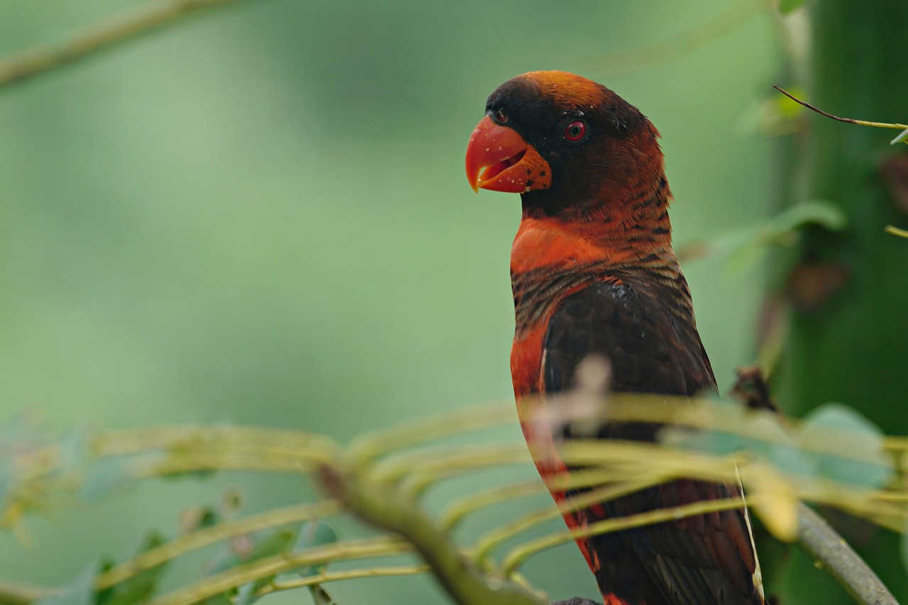 6,000+ Free Ornate Lorikeet & Parrot Images - Pixabay