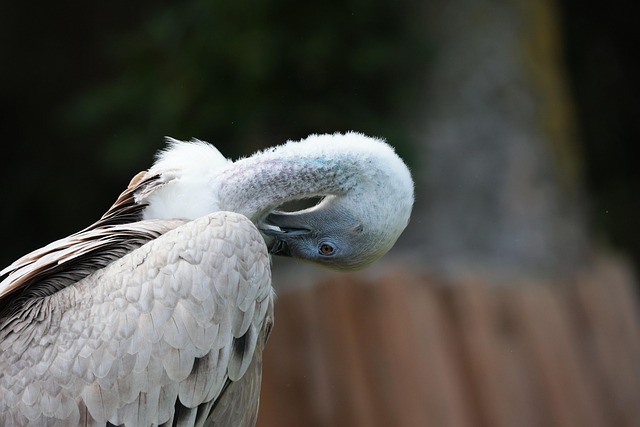 Vulture Bird Animal - Free photo on Pixabay - Pixabay
