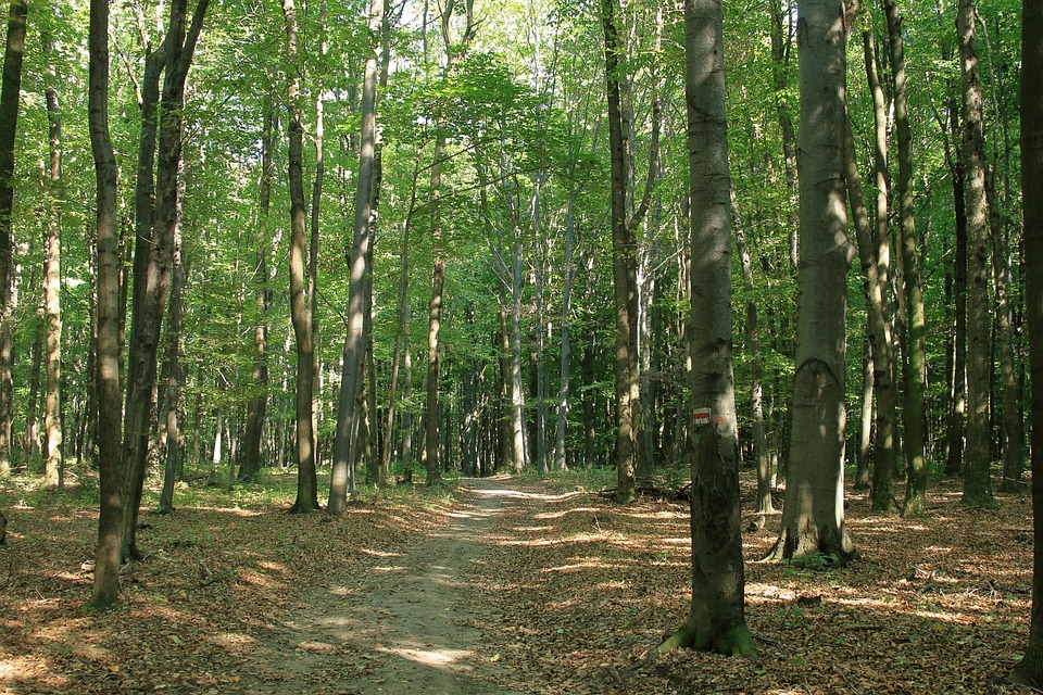 Nature Forêt Paysage - Photo gratuite sur Pixabay - Pixabay