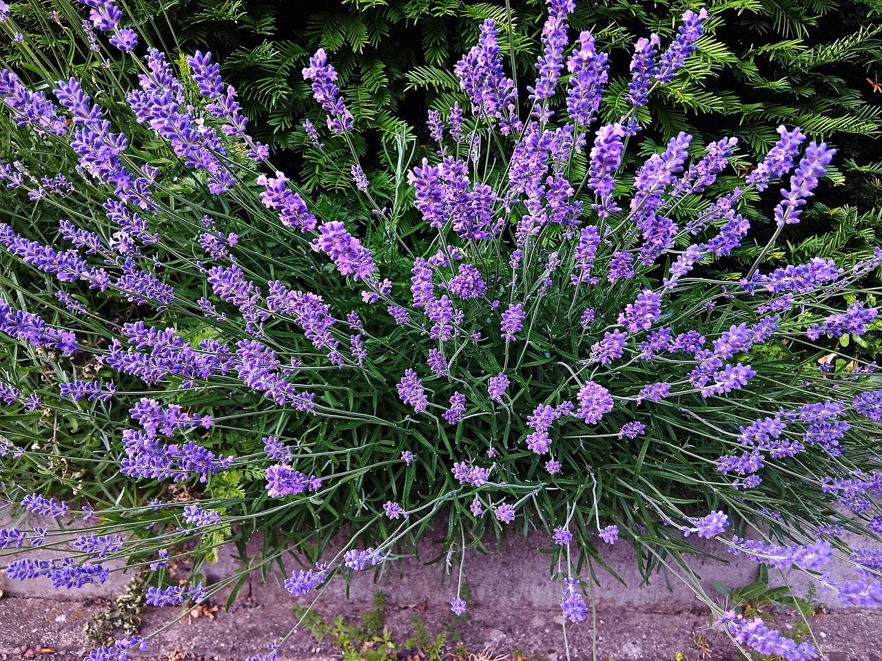 Flowers Lilac Nature Free Photo On Pixabay Pixabay