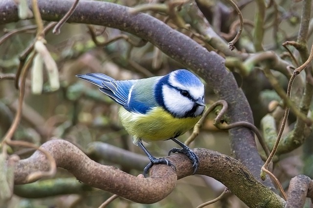 Blue Tit Birds Ornithology - Free photo on Pixabay - Pixabay