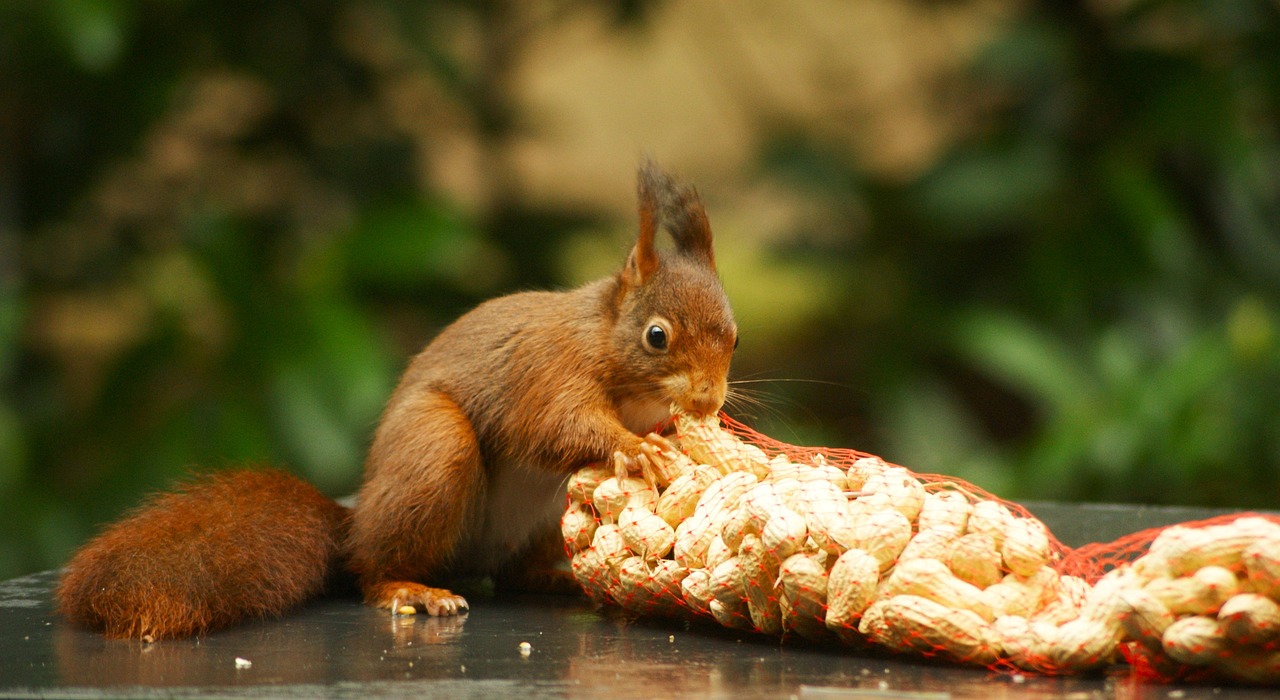Red Squirrel Nature Rodent - Free photo on Pixabay - Pixabay