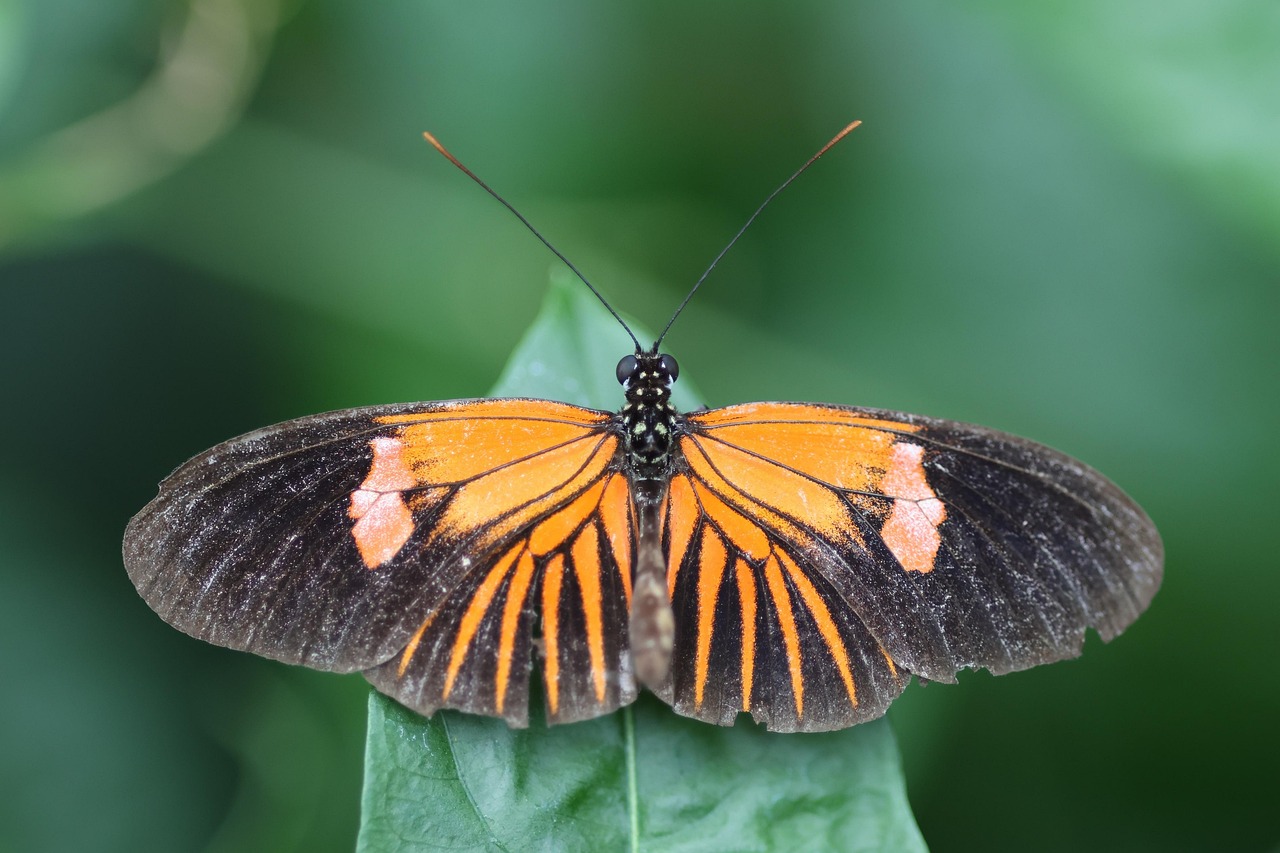 Butterfly Insect Wings - Free photo on Pixabay - Pixabay