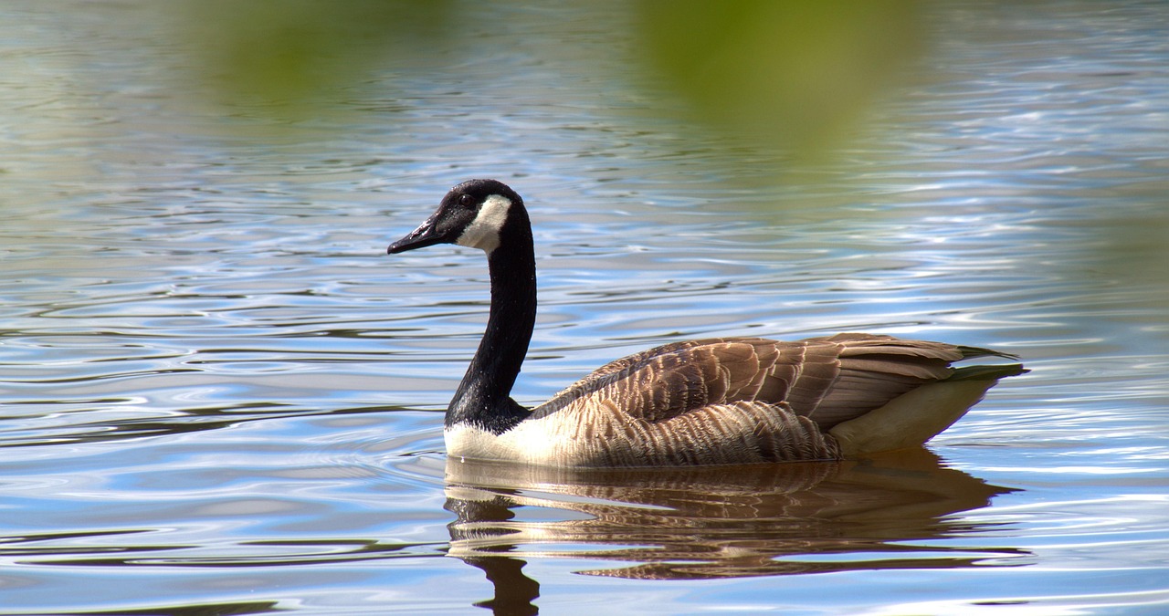 Ganso Canadense Animal Um - Foto gratuita no Pixabay - Pixabay
