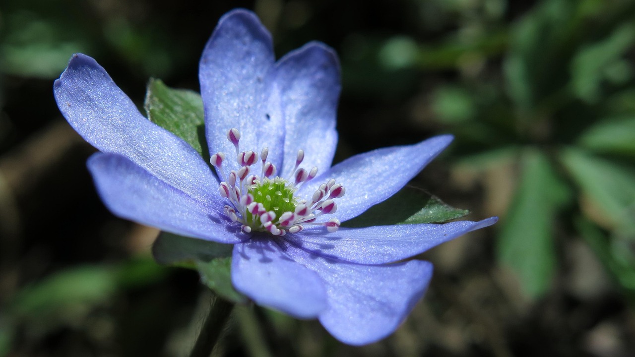Leber Leberblume Lebermoose - Kostenloses Foto auf Pixabay - Pixabay