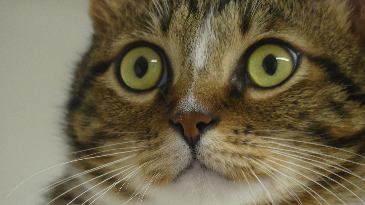 Gato Natureza Gatinho - Foto gratuita no Pixabay - Pixabay