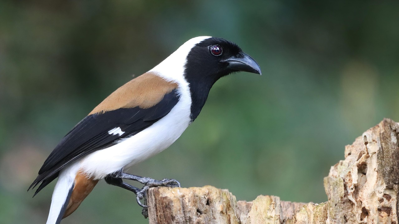 White Bellied Treepie Bird - Free photo on Pixabay - Pixabay